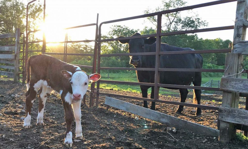 Ellison Farms Beef – Local Beef • Pasture Raised in Ludlow, Massachusetts